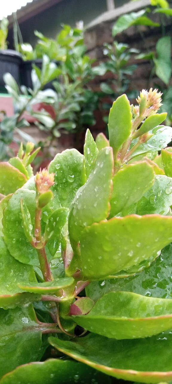 Home garden bunga cantik stock photo. Image of home - 221036294