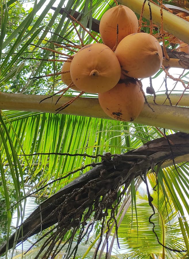 1,611 King Coconut Stock Photos - Free & Royalty-Free Stock Photos from ...