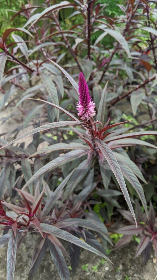 Silver Cockscomb Celosia Argentea Flower Gunugu Puvvu Stock Photo ...