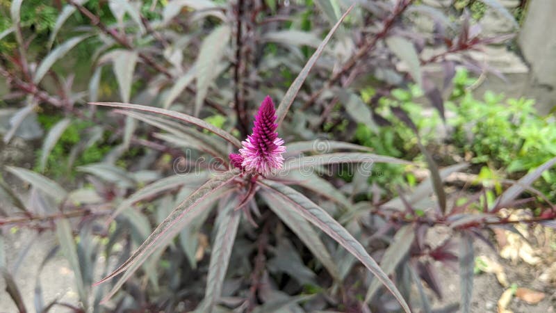 Silver Cockscomb Celosia Argentea Flower Gunugu Puvvu Stock Photo ...
