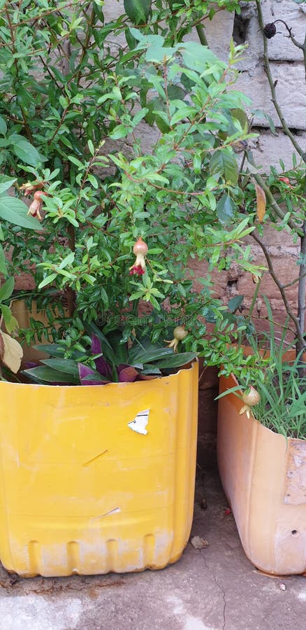 Home Garden Spring Pomegranate Stock Photo - Image of backyard, tree ...