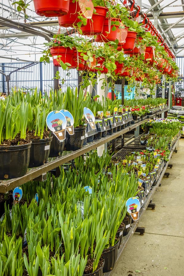 Home and Garden Store in Spring Stock Image - Image of plants ...