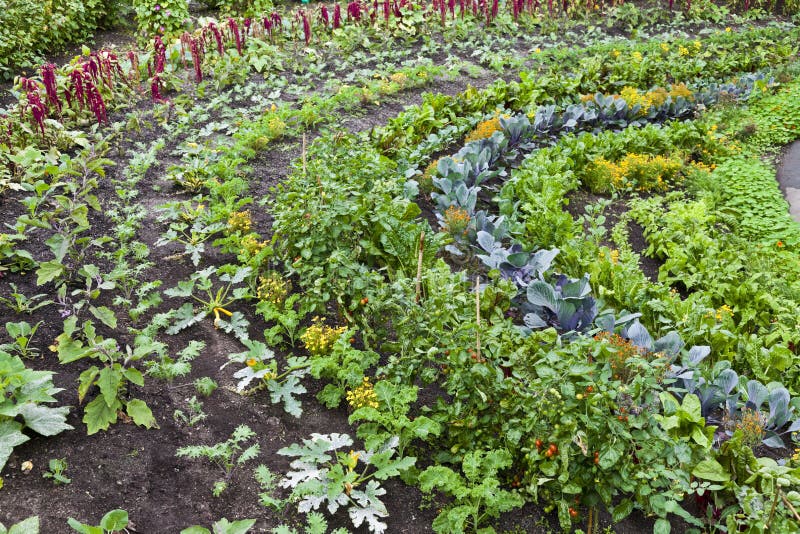 Home garden stock photo. Image of rows, plant, homegrown - 63125970