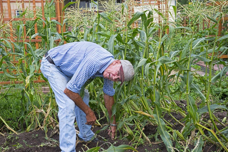 Home gardener stock photo. Image of cultivate, environment - 59006954