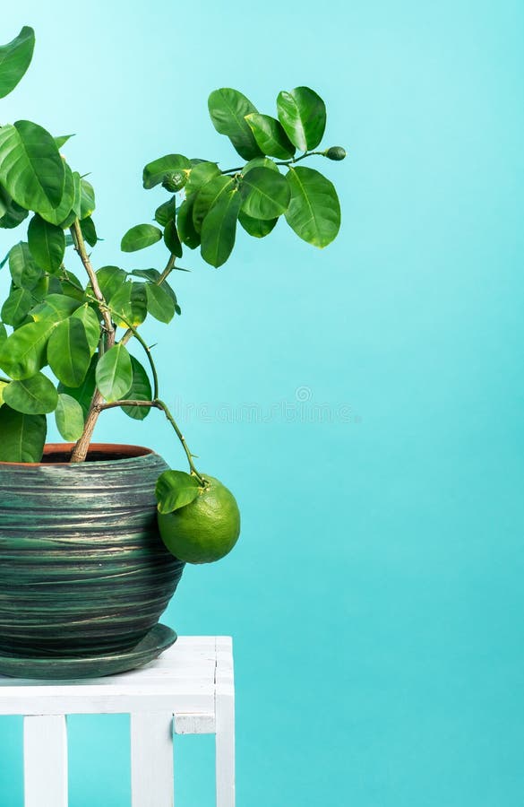 Home Gardening: Lemon Tree in a Large Green Pot on a Blue Background ...