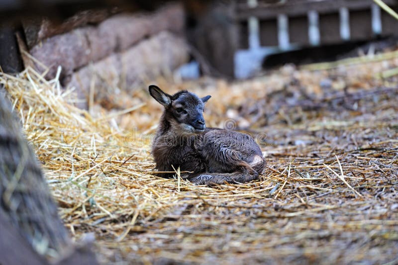 Home Goat stock image. Image of agriculture, farm, mammals - 28589059