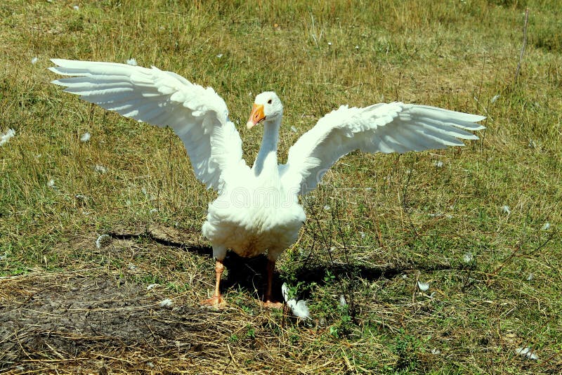 Home Goose Spread His Wings Stock Photo - Image of nature, grass: 33553688
