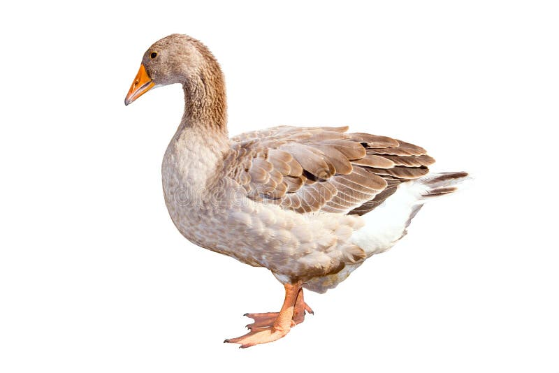Domestic Goose Isolated on White Stock Photo - Image of neck, keeping ...