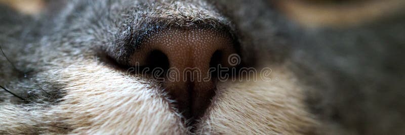 Home Grey Cat Nose Closeup Smiling Stock Photo - Image of muzzle ...