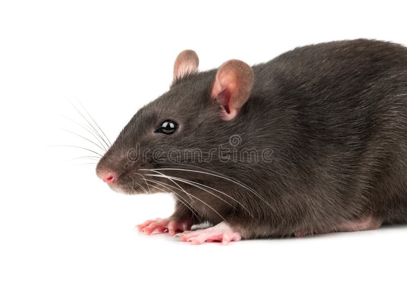 Grey rat closeup stock image. Image of hair, furry, face - 113491351