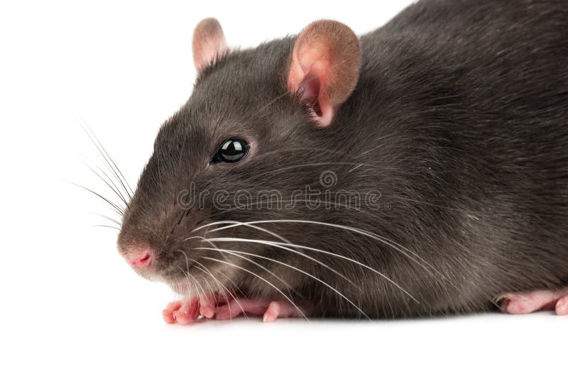 Grey rat closeup stock photo. Image of small, rodent - 113578464