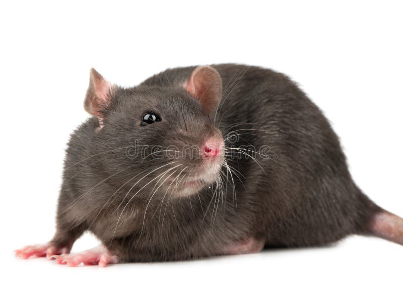 Grey rat closeup stock photo. Image of cute, cheerful - 113491352