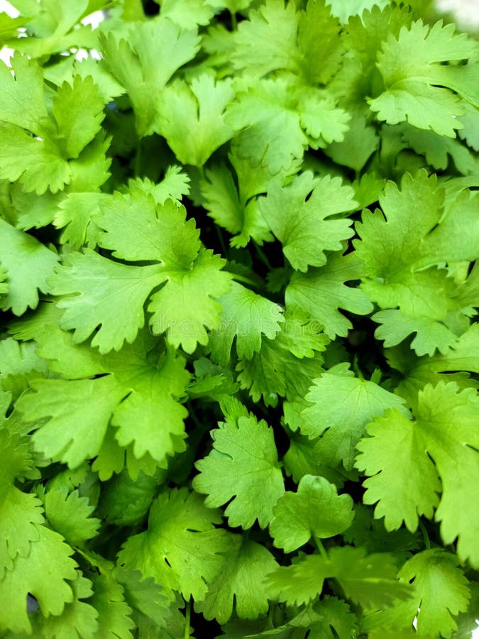 Home Grown Cilantro in Alaska Stock Image - Image of tree, prep: 223567725