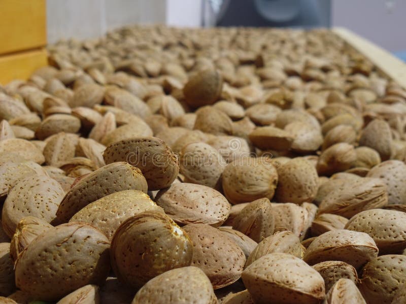 Home Grown, Drying Almonds. Stock Image - Image of almonds, nuts: 48891993