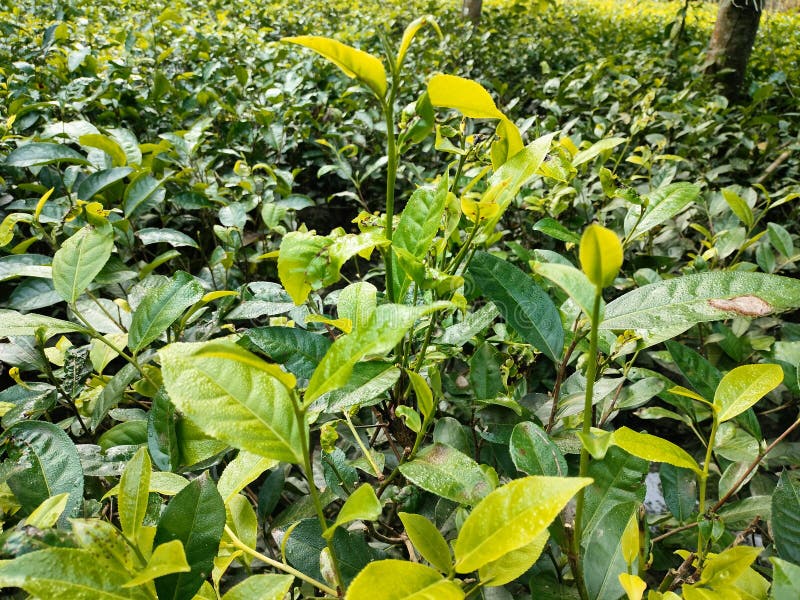 Home grown fresh Tea leaf stock image. Image of home - 264667889