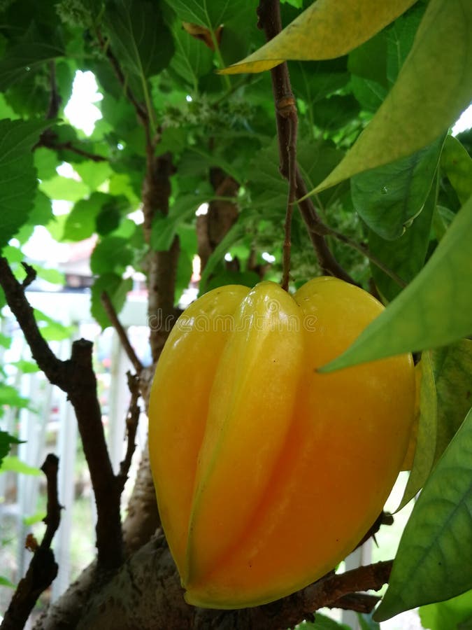 Home Grown Organic Starfruit Stock Image - Image of yelloworanged ...