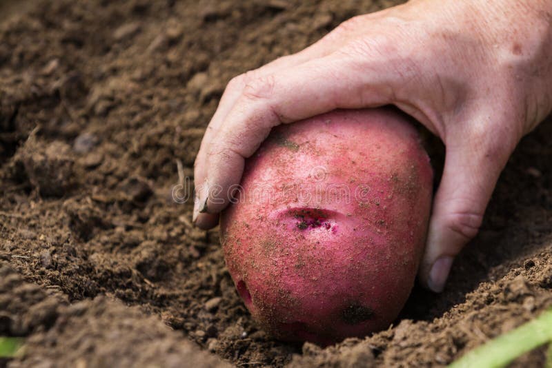 Home grown potatoes stock image. Image of farmers, gardening - 45545831