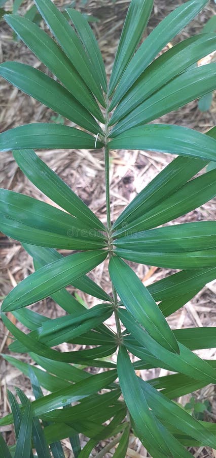 Grown Rattan Tree Stock Photos - Free & Royalty-Free Stock Photos from ...