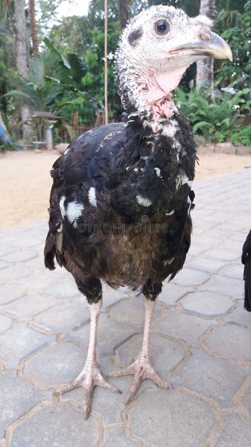 Home Grown Turkey Bird Stock Photos - Free & Royalty-Free Stock Photos ...