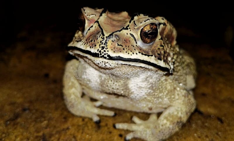 Home Hide Frog Like Commando Skin Stock Image - Image of hide, like ...