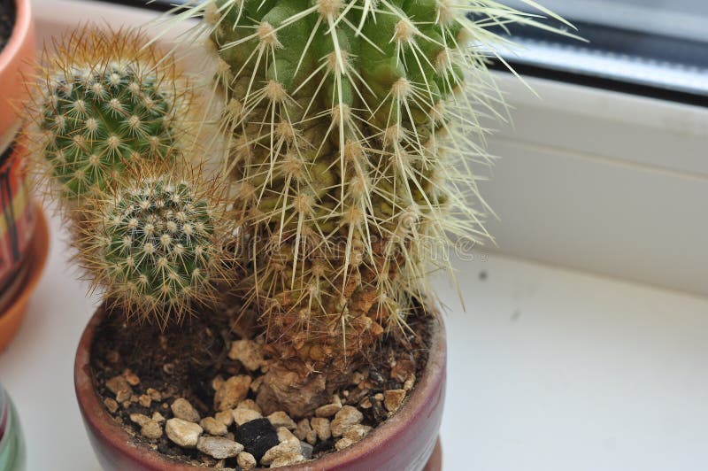 Home Indoor Cactus As an Element of the Interior on the Windowsill ...