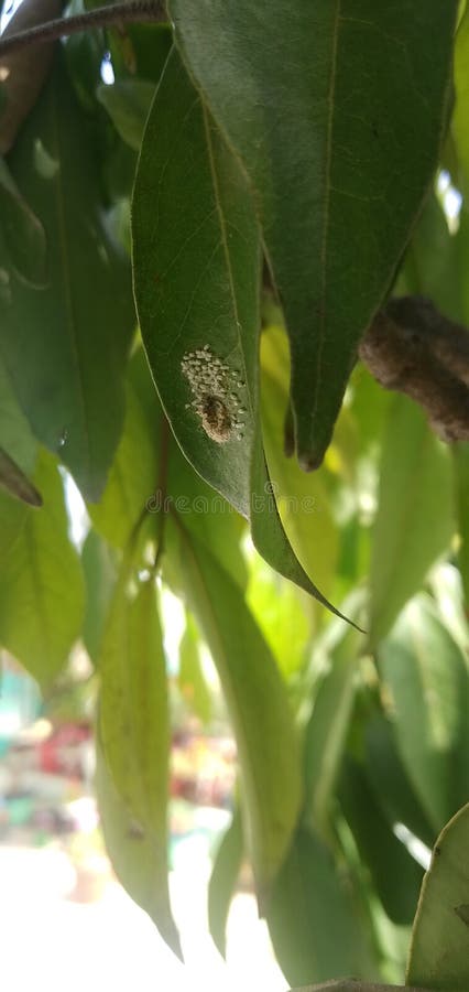 Home of Insects on leaf stock photo. Image of garden - 213745506