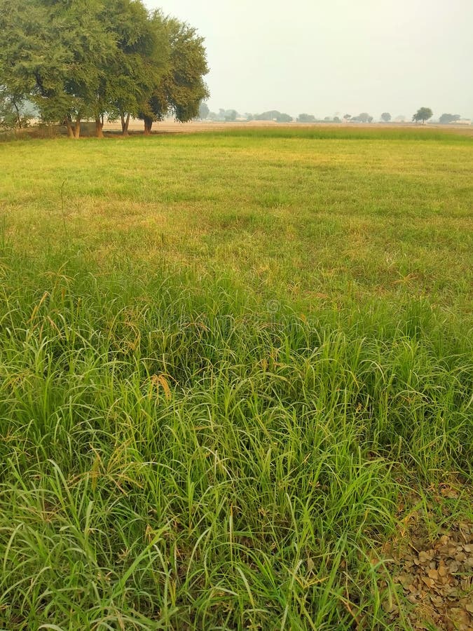 The Home Land of Green Grass in the Village Stock Image - Image of land ...