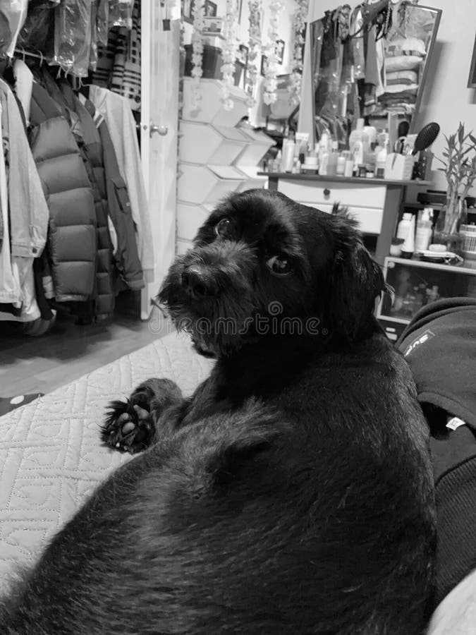 Home life stock image. Image of home, life, color, selfy - 198497673