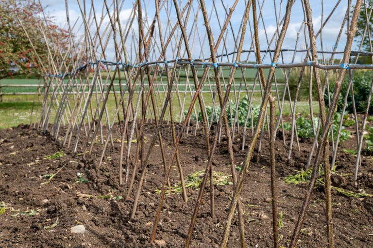 Bean sticks stock photo. Image of floral, horticultural - 218925906