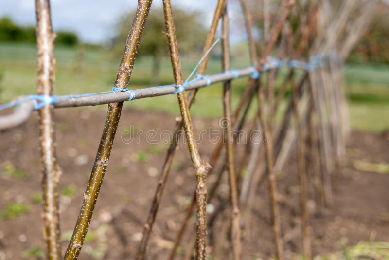 Bean sticks stock image. Image of food, improvised, cheap - 218925995