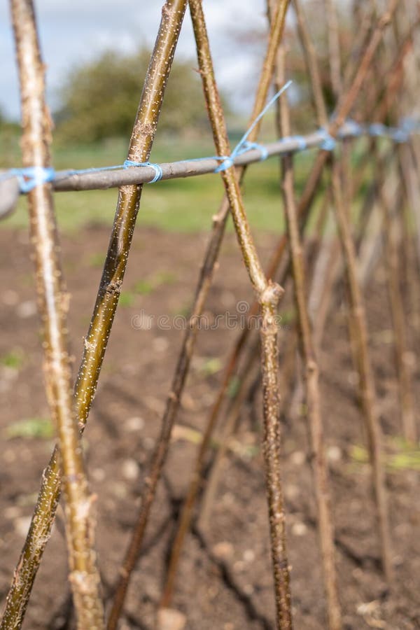 Bean sticks stock image. Image of outdoor, horticulture - 218926093