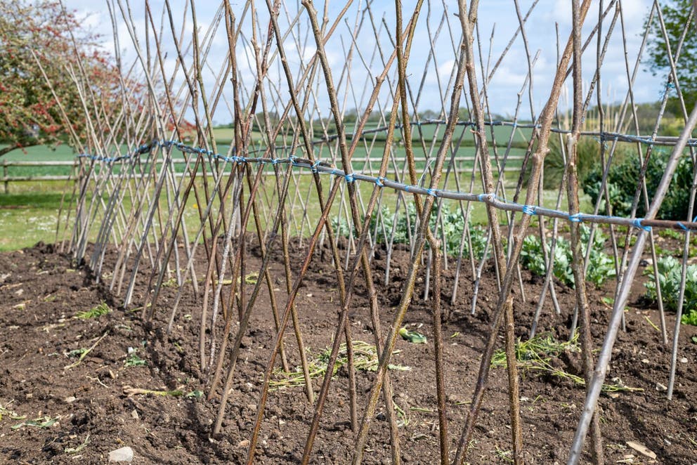 Bean sticks stock photo. Image of horticultural, color - 218927222