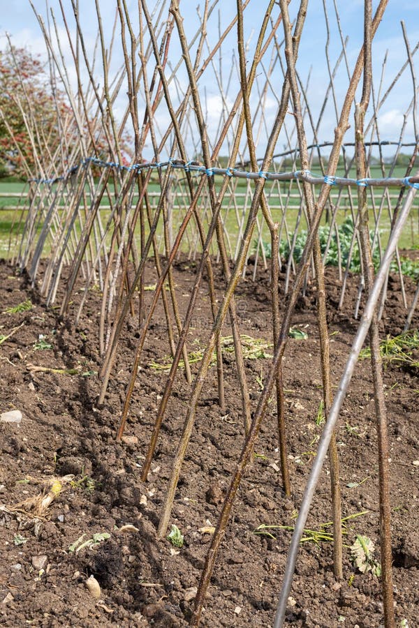 Bean sticks stock photo. Image of improvised, botany - 218927342