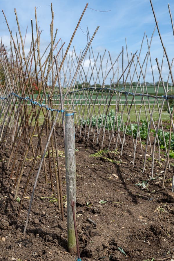 Bean sticks stock image. Image of horticultural, home - 218927467