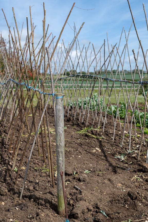 Bean sticks stock image. Image of horticultural, home - 218927467