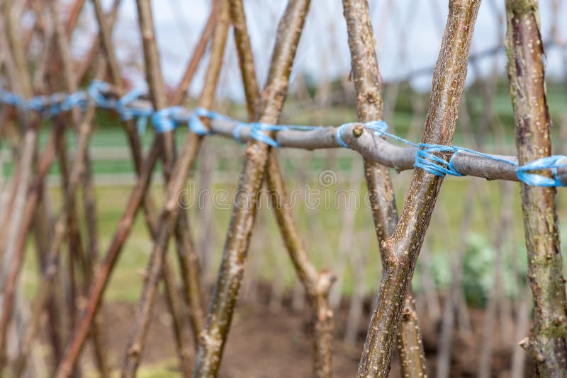 Bean sticks stock photo. Image of horticultural, improvisation - 218927836