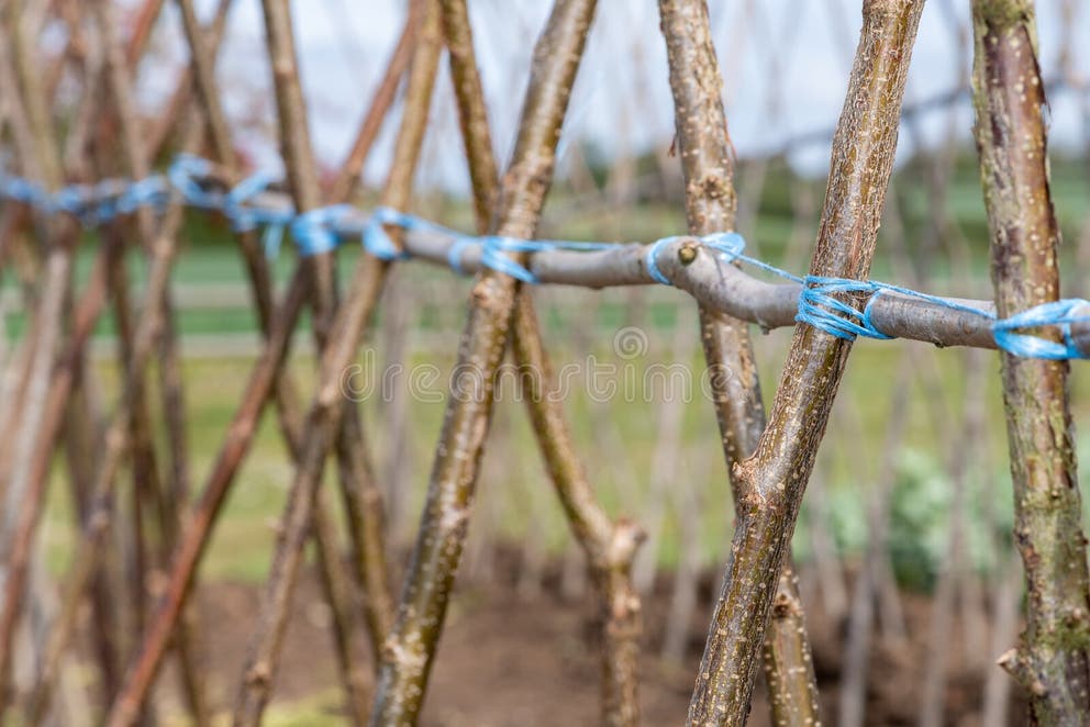 Bean sticks stock photo. Image of horticultural, improvisation - 218927836