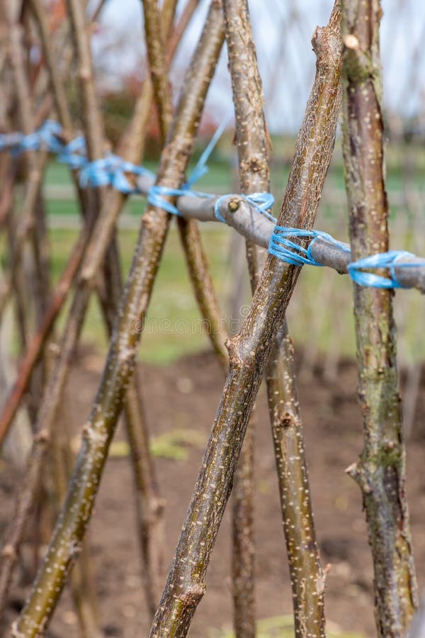 Bean sticks stock photo. Image of outdoors, countryside - 218927934