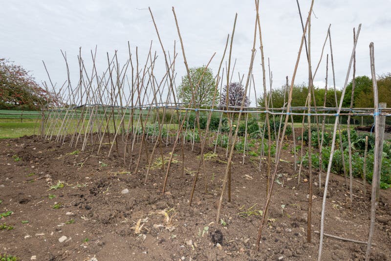 Bean sticks stock image. Image of nature, cheap, outdoor - 218928469