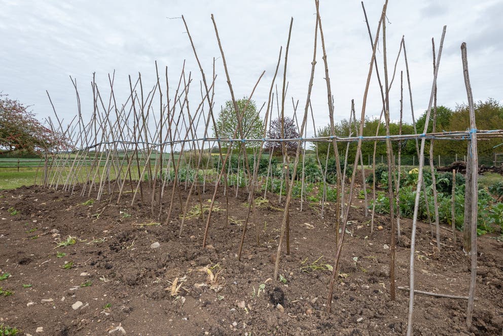 Bean sticks stock photo. Image of food, outdoor, floral - 218928622