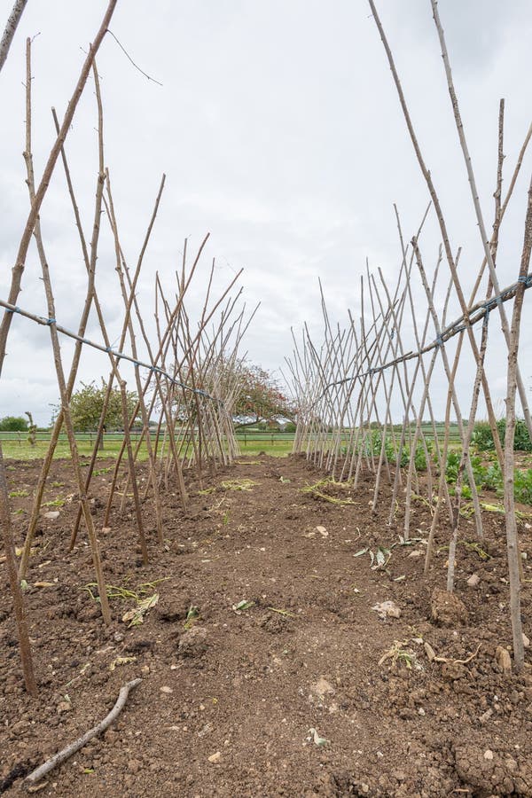 Bean sticks stock image. Image of bean, runner, outdoor - 218929505