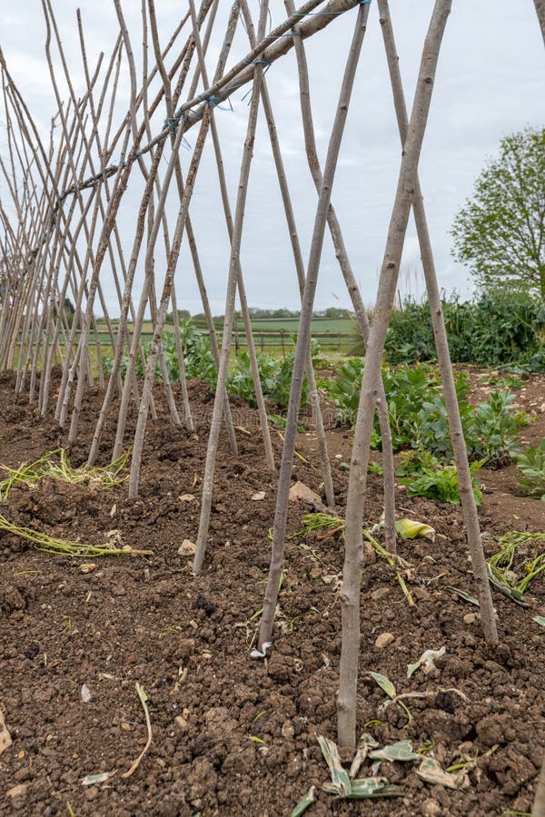 Bean sticks stock photo. Image of outdoor, improvised - 218929842