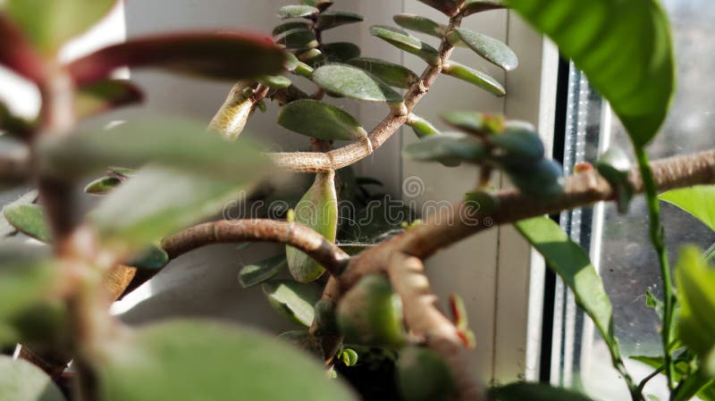 Home money tree stock image. Image of homeplants, moneytree - 145392543
