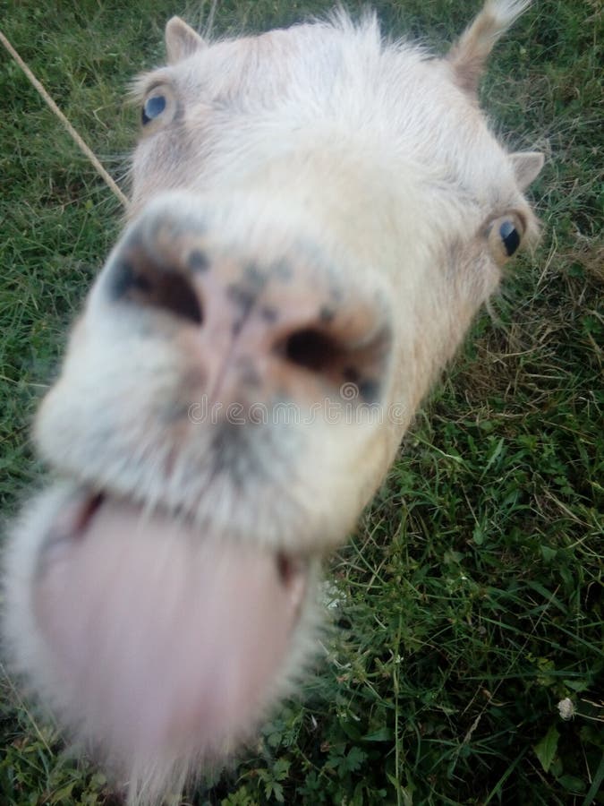 Animales stock photo. Image of home, nouse, goatn, goat - 100596748