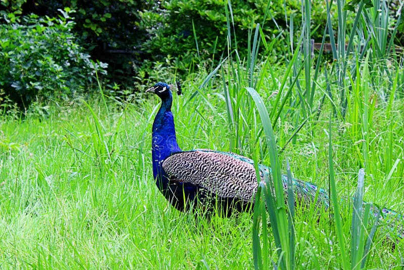 Peacock Habitat Stock Images - Download 770 Royalty Free Photos