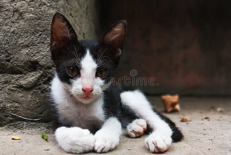 Cute black and white cat stock photo. Image of black - 123387762