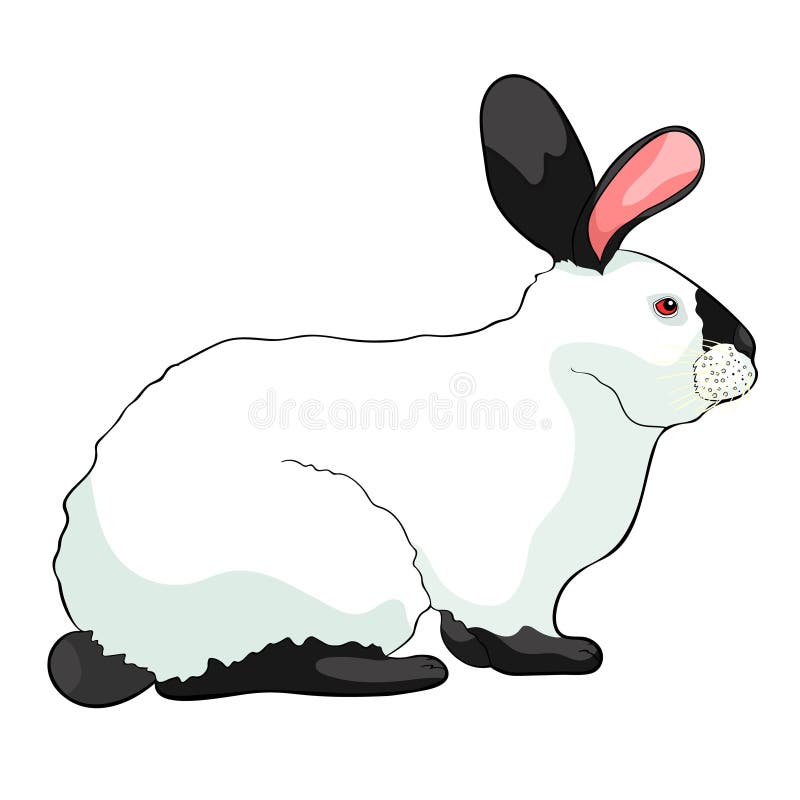 Rabbit California Stock Illustrations – 55 Rabbit California Stock ...