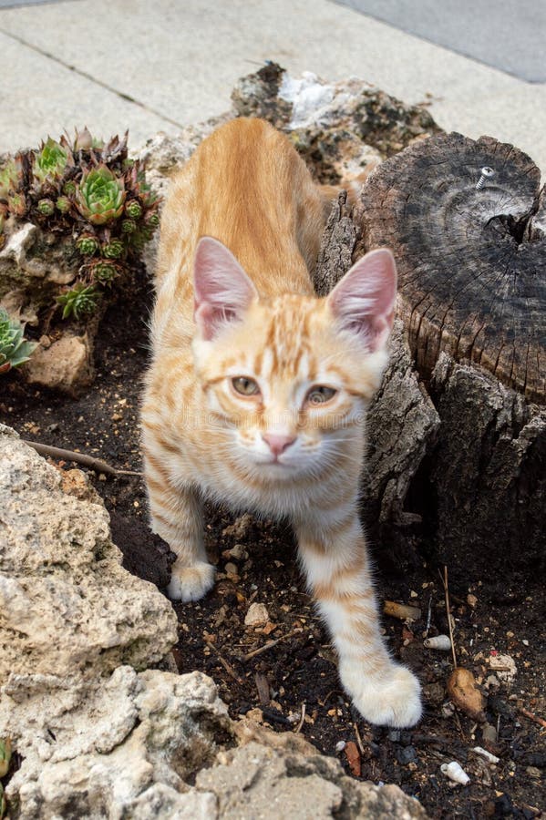 Orange Tabby Kitten Playing in the Garden. Stock Image - Image of ...