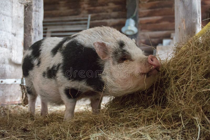 Home pig stock photo. Image of hair, pork, farm, happy - 183590088
