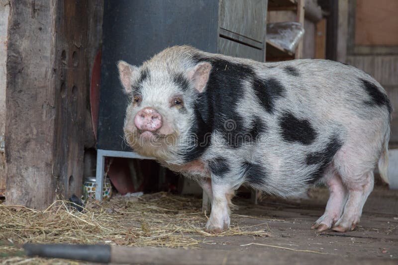 Home pig stock photo. Image of barn, happy, fence, home - 183590196